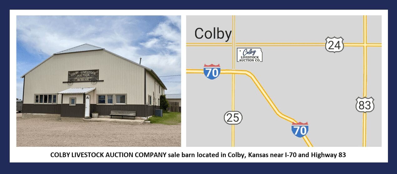 Buy Sell - Cattle, Sheep, Goats Sale barn located in Colby Kansas